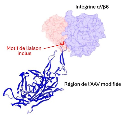 The road toward a new generation of gene therapy vectors - Genopole